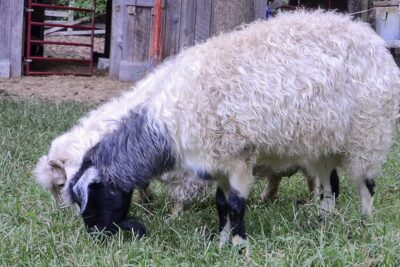 Pygora Goat - Breed Profile - Goat Journal